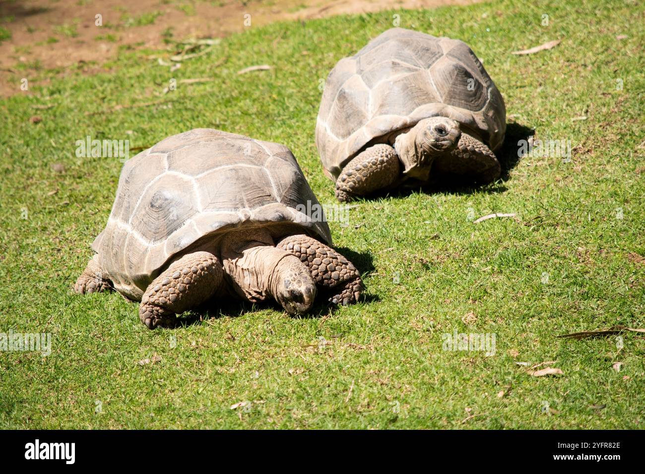 Aldabras Tortoises are one of the world's largest land tortoises Stock ...
