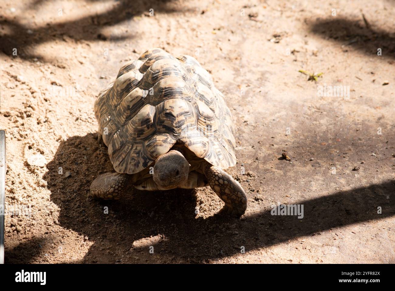 A turtle is a reptile that has a shell covering its body. Turtles are ...