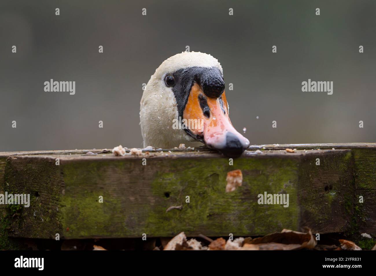Kidderminster, UK. 5th November, 2024. UK weather: a cheeky mute swan ...