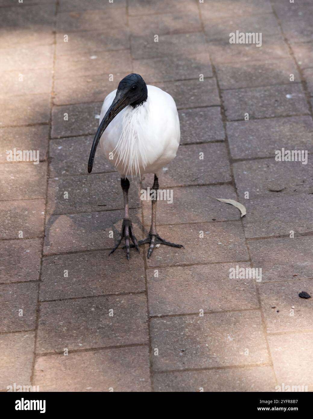 The Australian White Ibis is characterised by having predominantly ...
