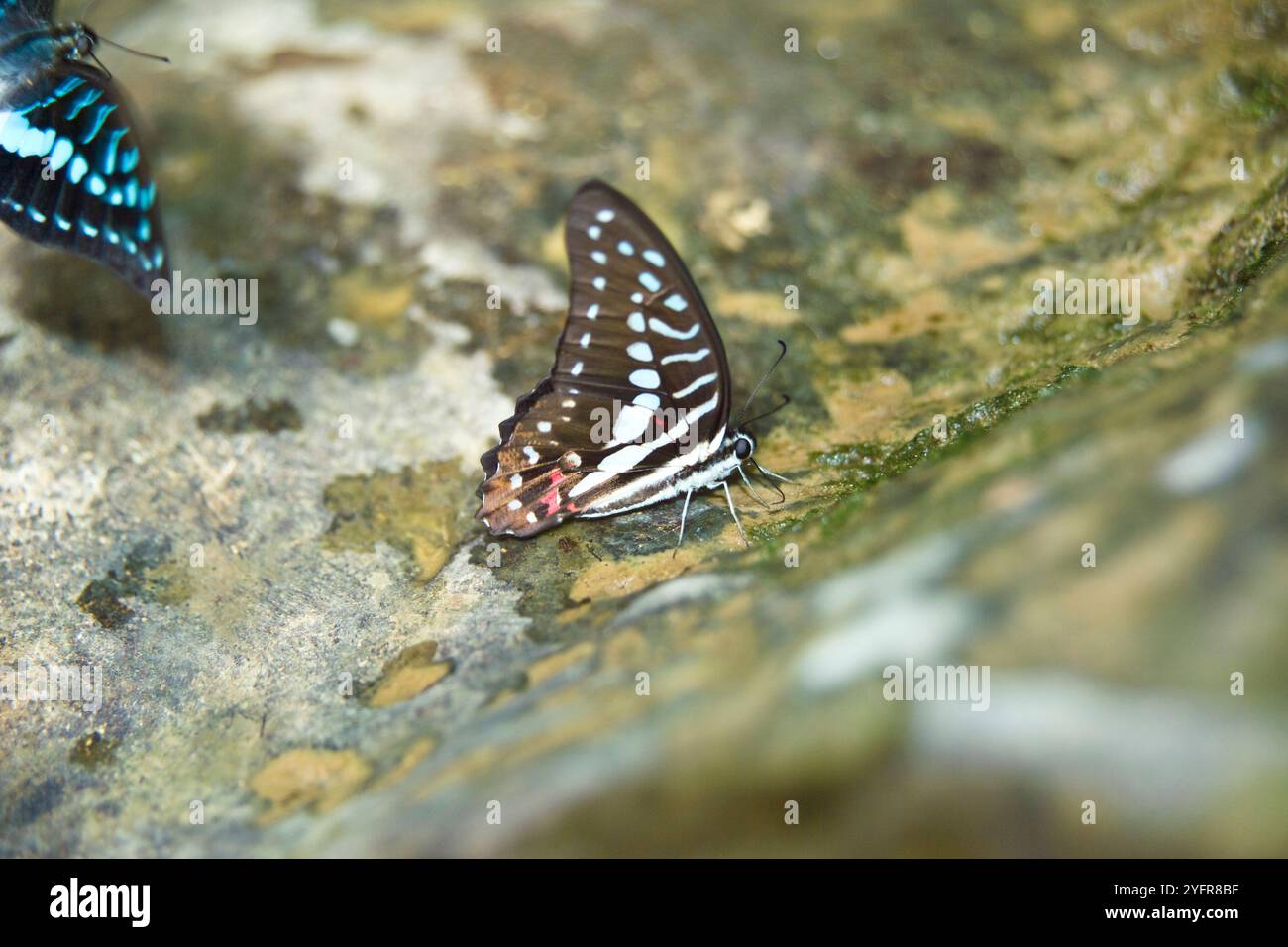 Multiple species of butterflies hi-res stock photography and images - Alamy