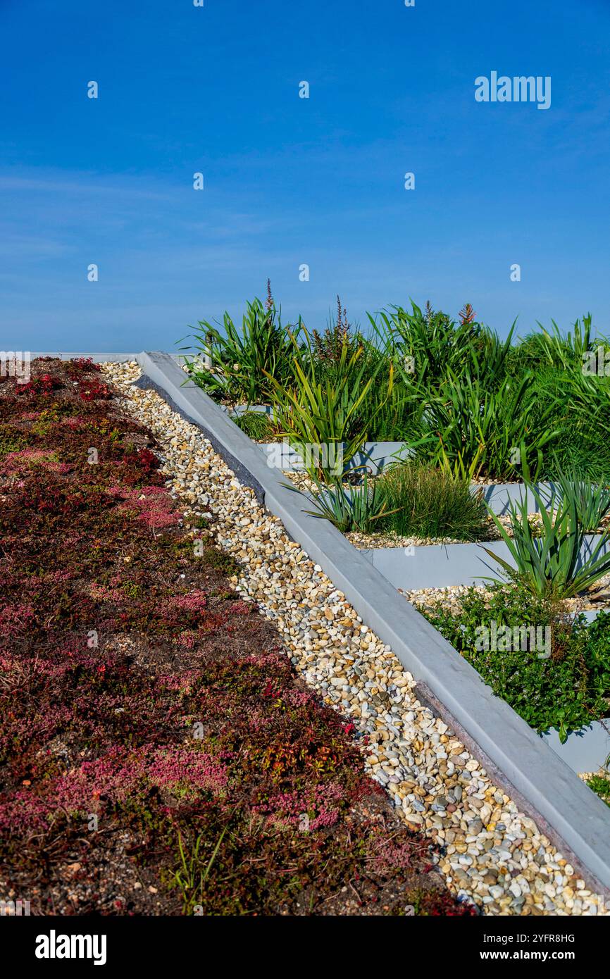 Extensive green ecological living sod roof with root zone waste water ...