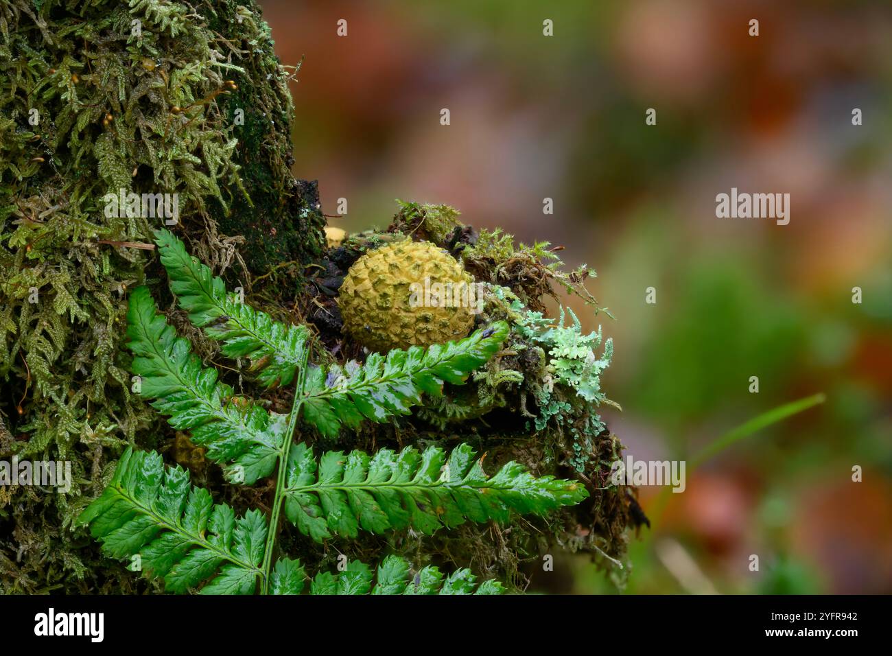 Common Earthball (Scleroderma citrinum), growing in mixed woodland ...