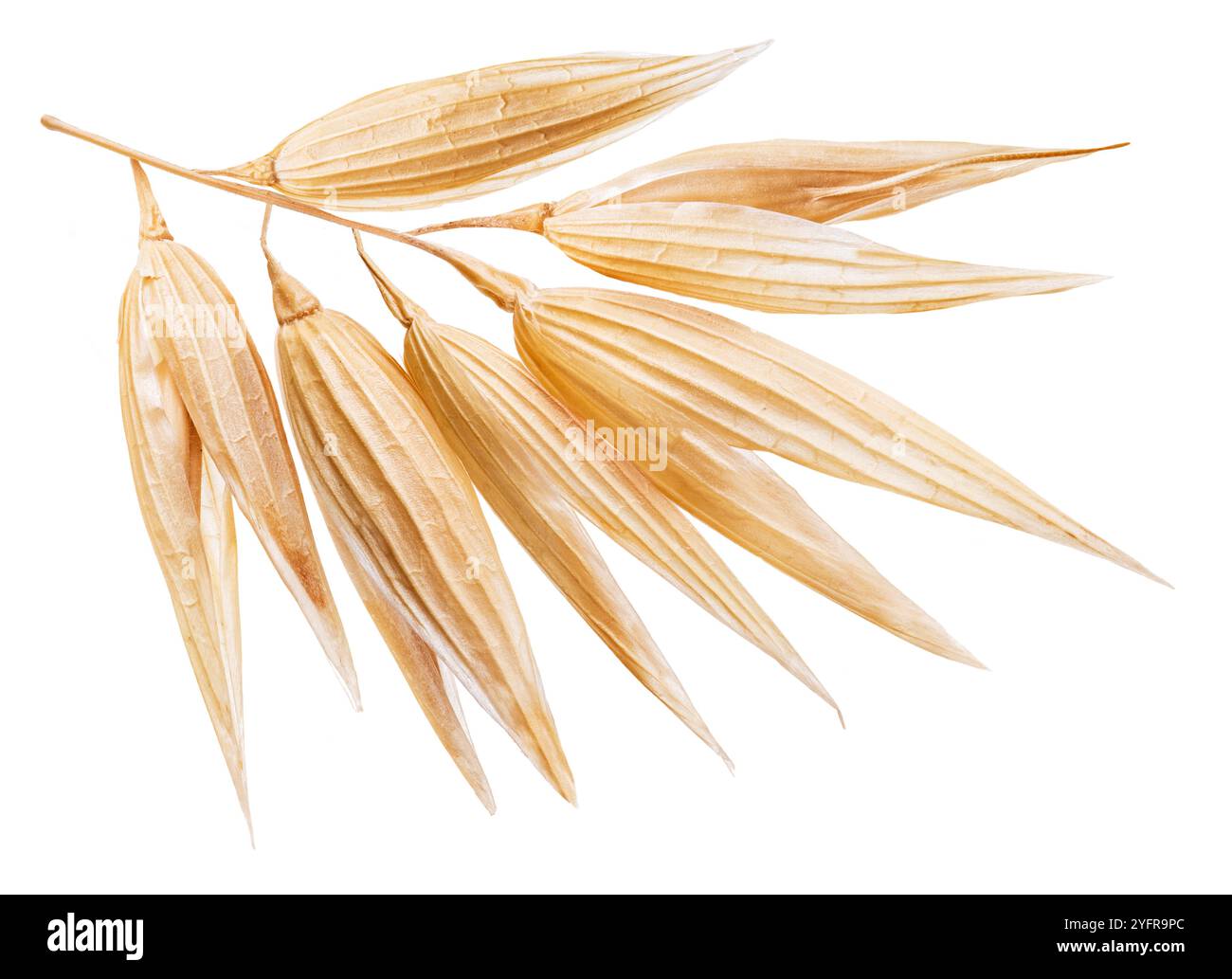 Oat ears or oats plant isolated on white background Stock Photo - Alamy