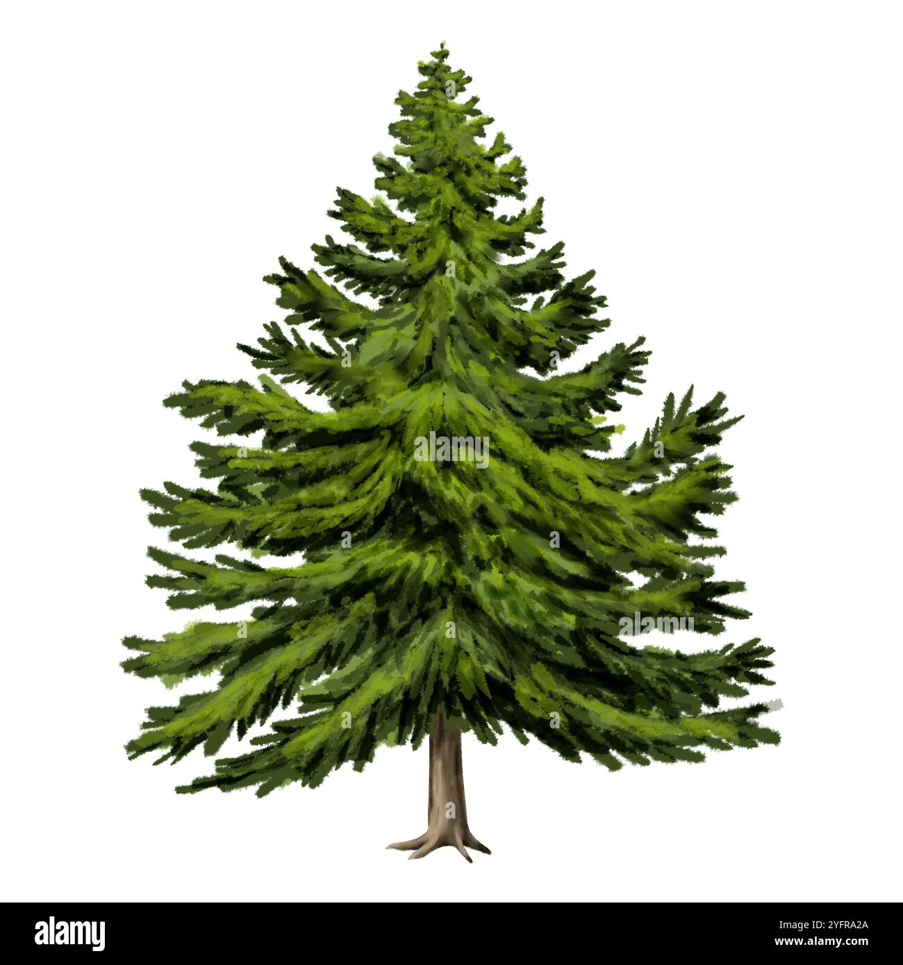 Lush green Christmas tree. Watercolor digital illustration. Cute coniferous tree, isolated on ...