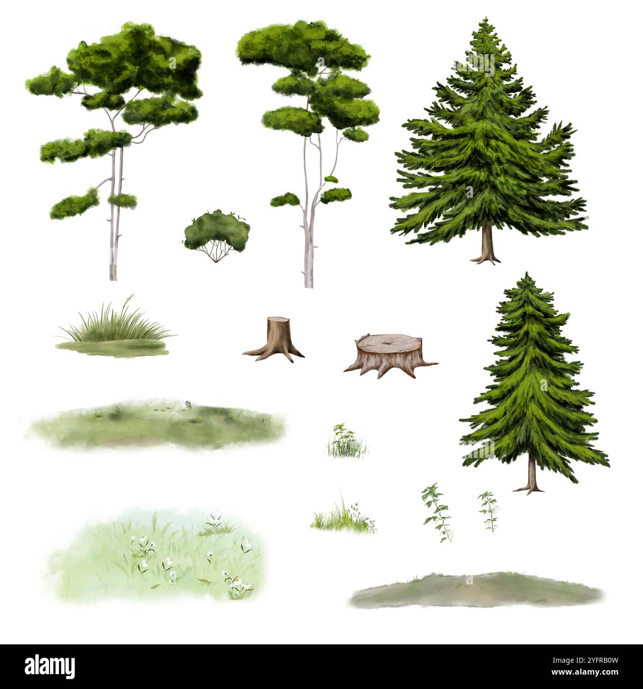 Slender pines and firs, isolated on white background. . Wildlife set ...