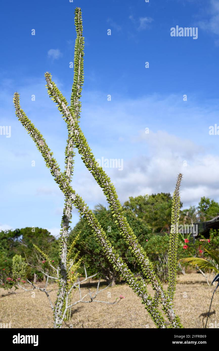 Alluaudia ascendens is a spiny shrub endemic to southern Madagascar ...