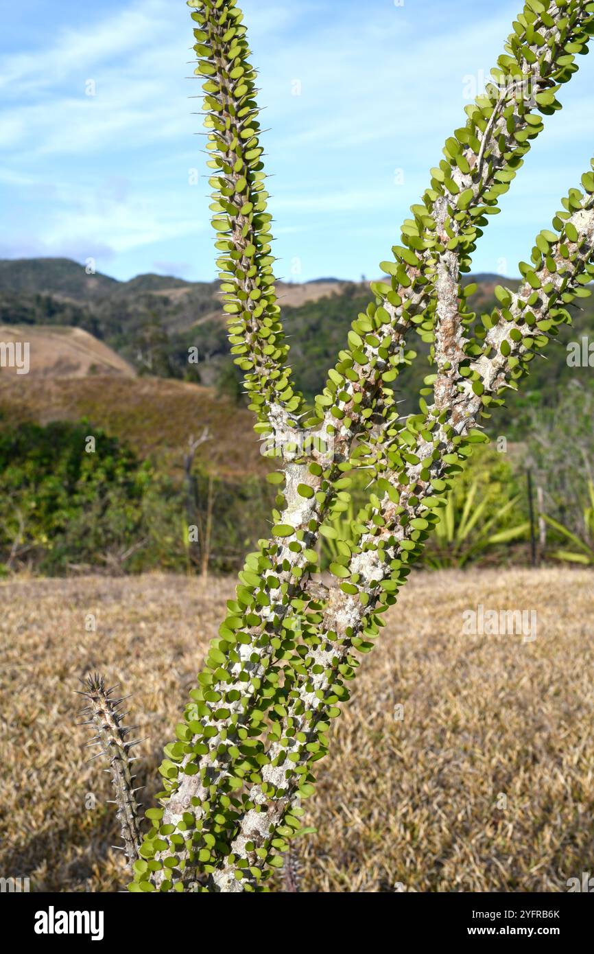 Alluaudia ascendens is a spiny shrub endemic to southern Madagascar ...
