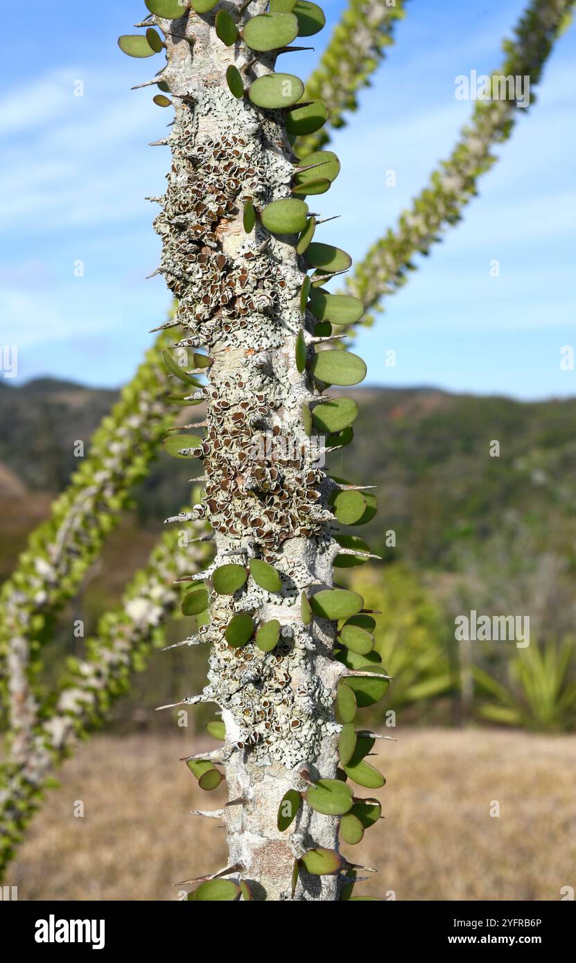 Alluaudia ascendens is a spiny shrub endemic to southern Madagascar ...