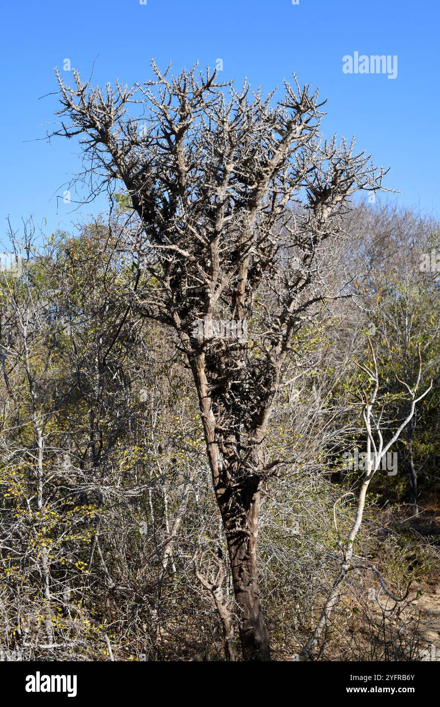 Alluaudia comosa is a spiny shrub endemic to southern Madagascar. This ...