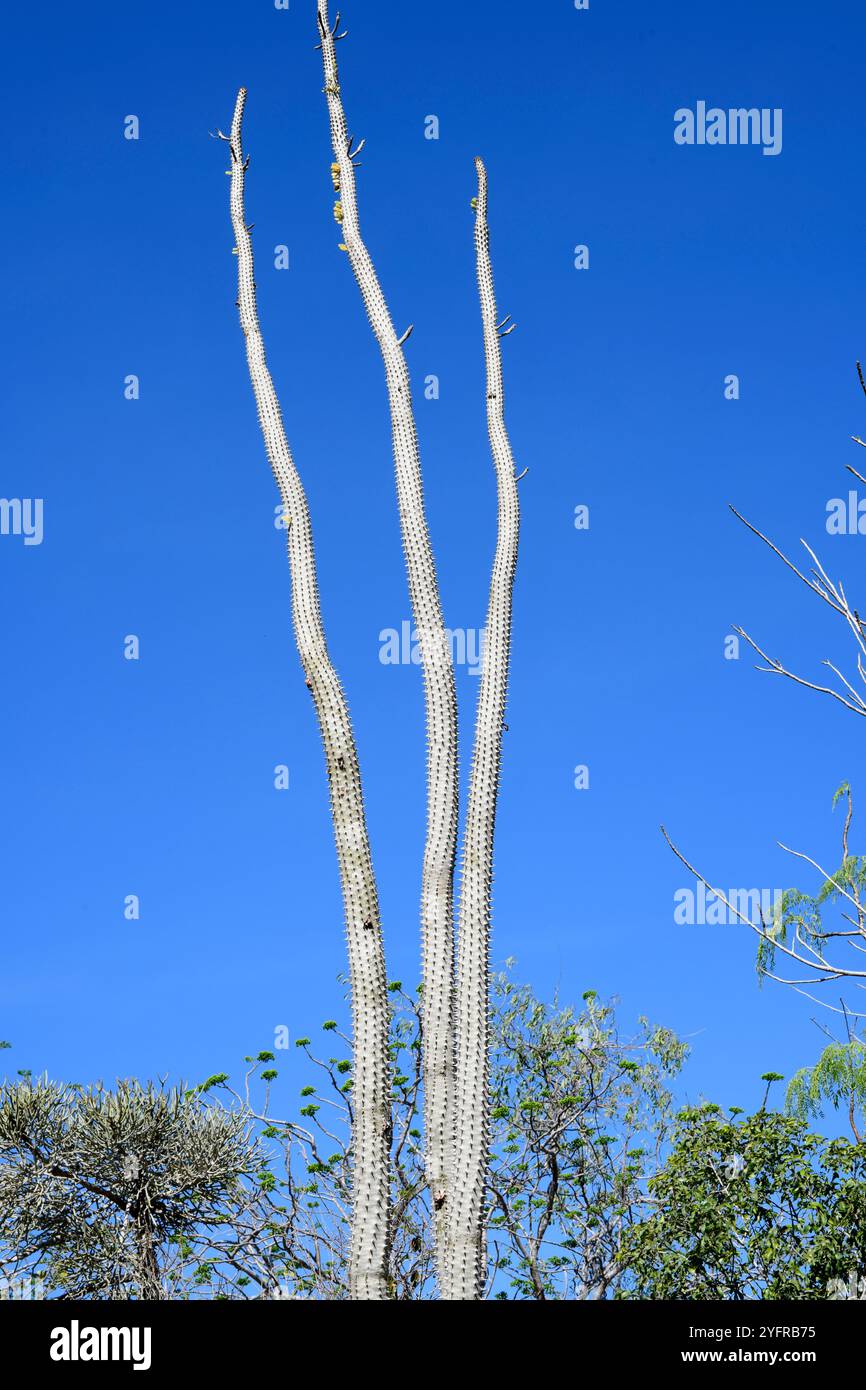 Alluaudia procera is a spiny shrub endemic to southern Madagascar. This ...