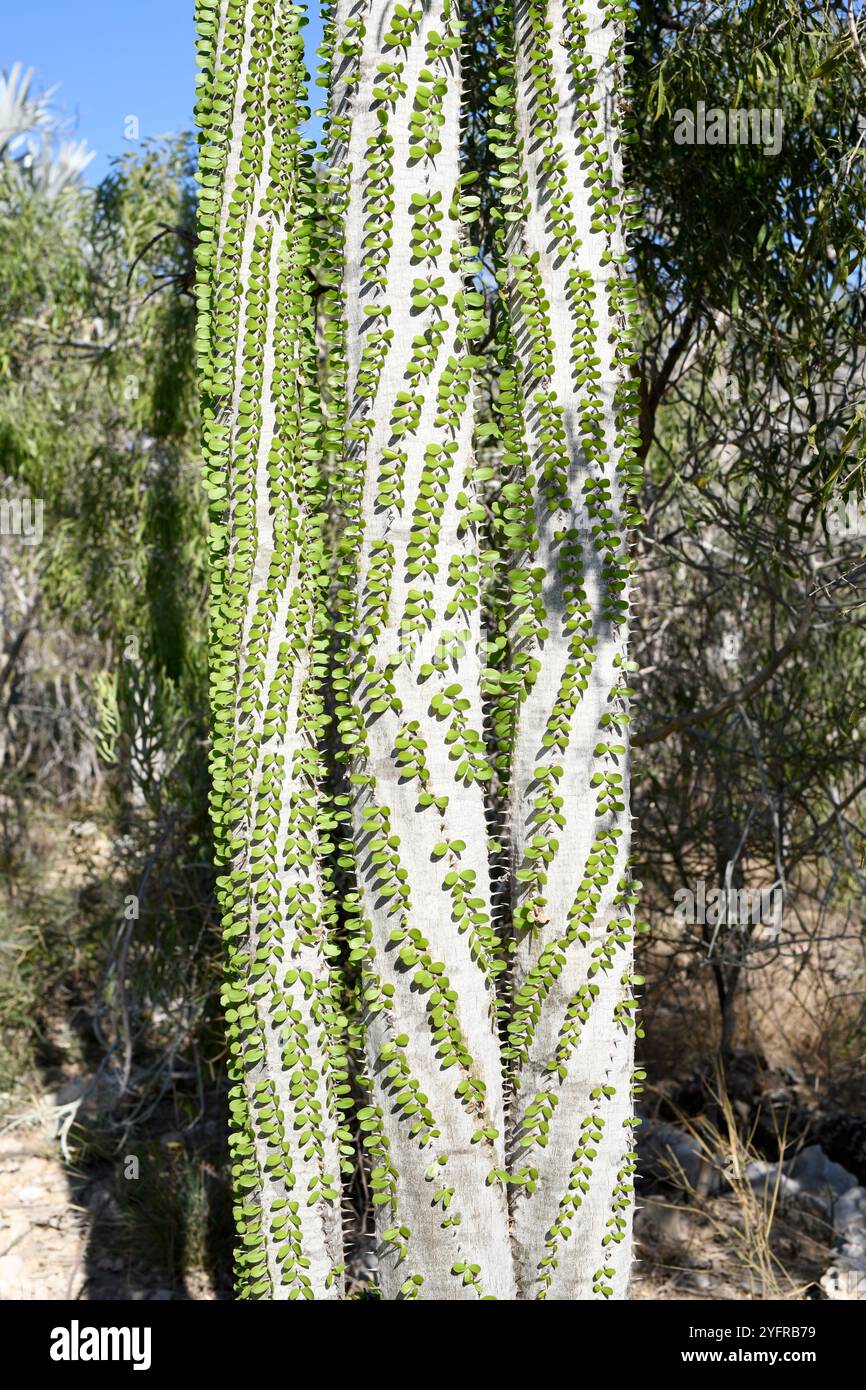 Alluaudia procera is a spiny shrub endemic to southern Madagascar. This ...