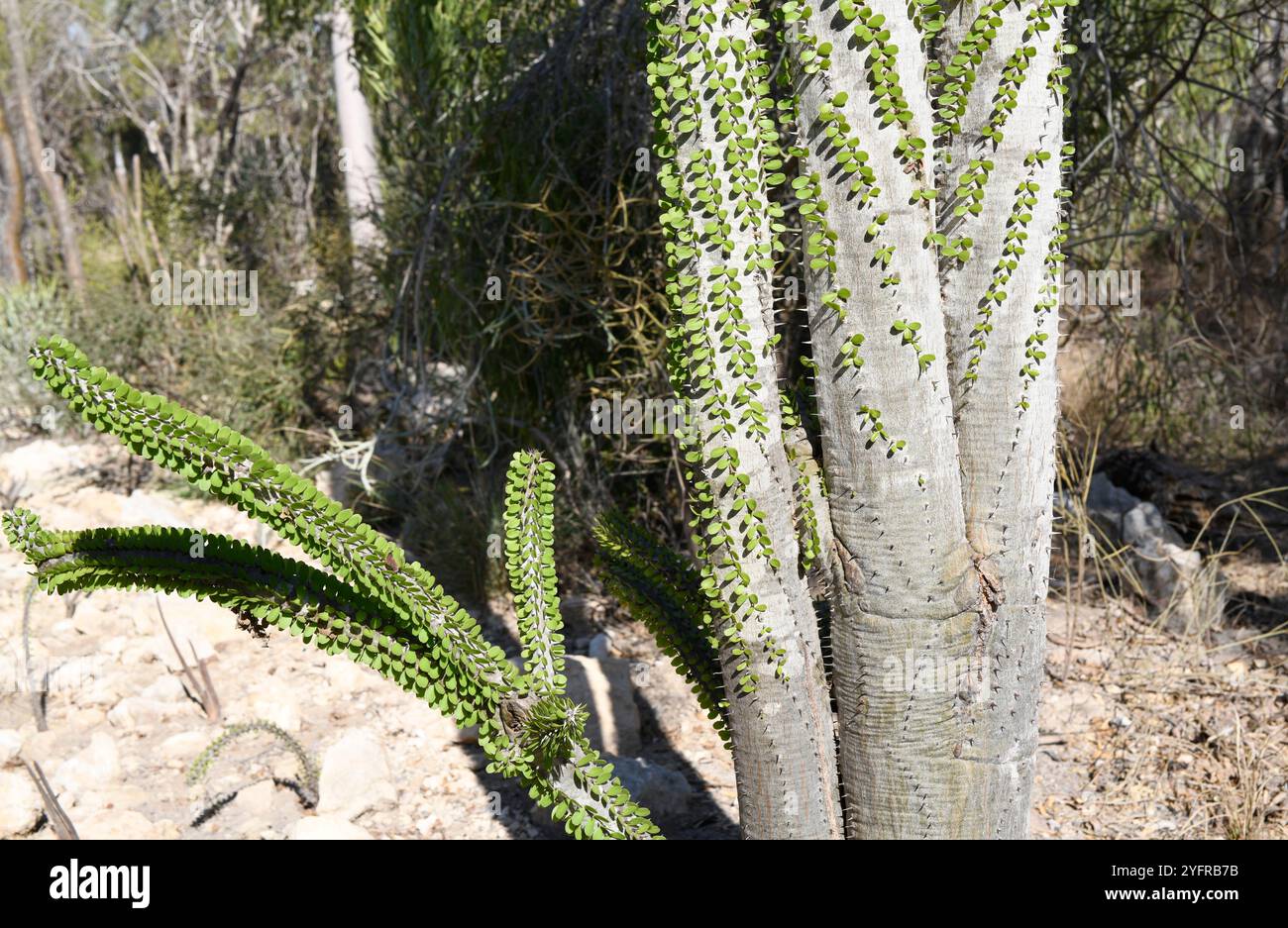 Alluaudia procera is a spiny shrub endemic to southern Madagascar. This ...