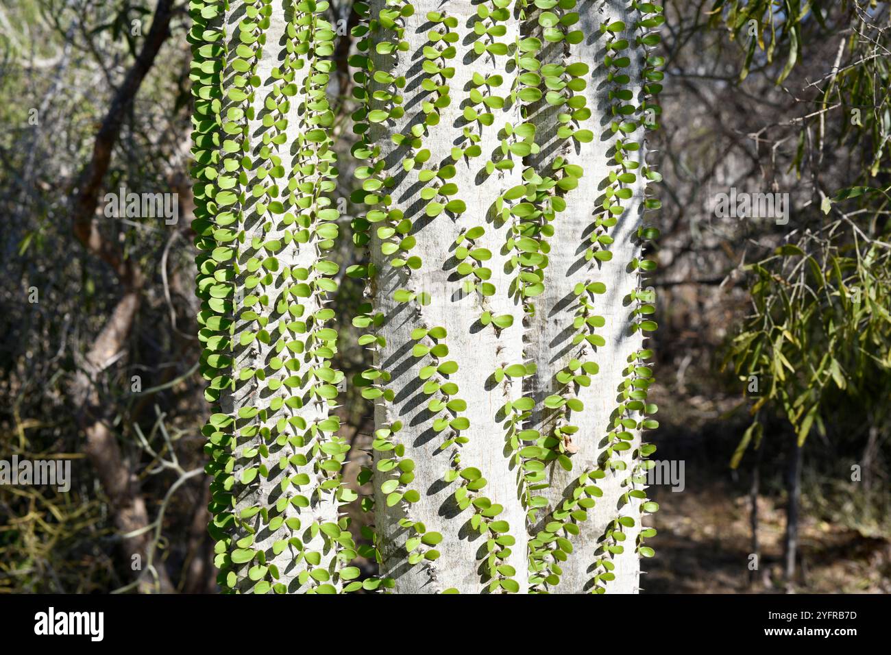 Alluaudia procera is a spiny shrub endemic to southern Madagascar. This ...