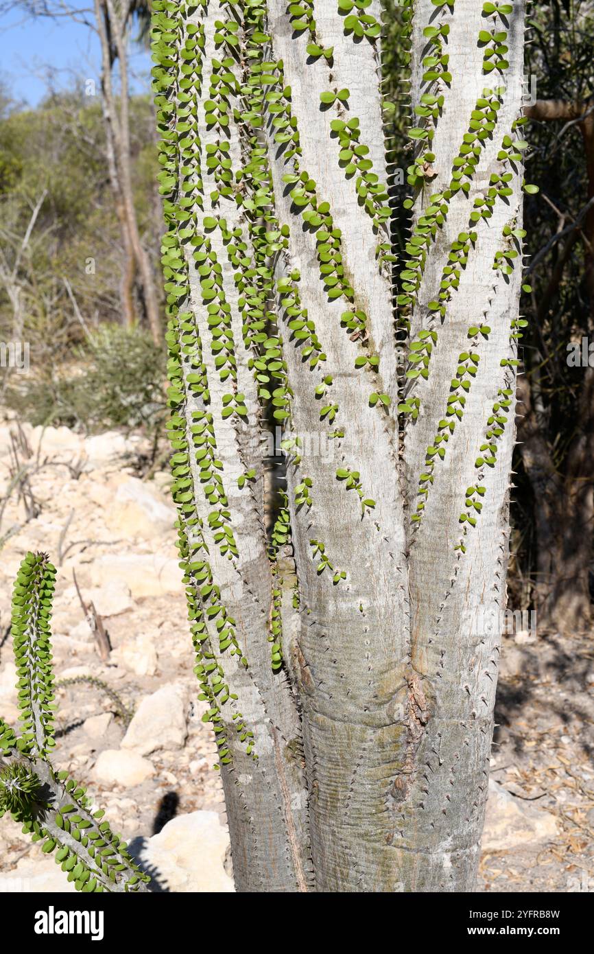 Alluaudia procera is a spiny shrub endemic to southern Madagascar. This ...