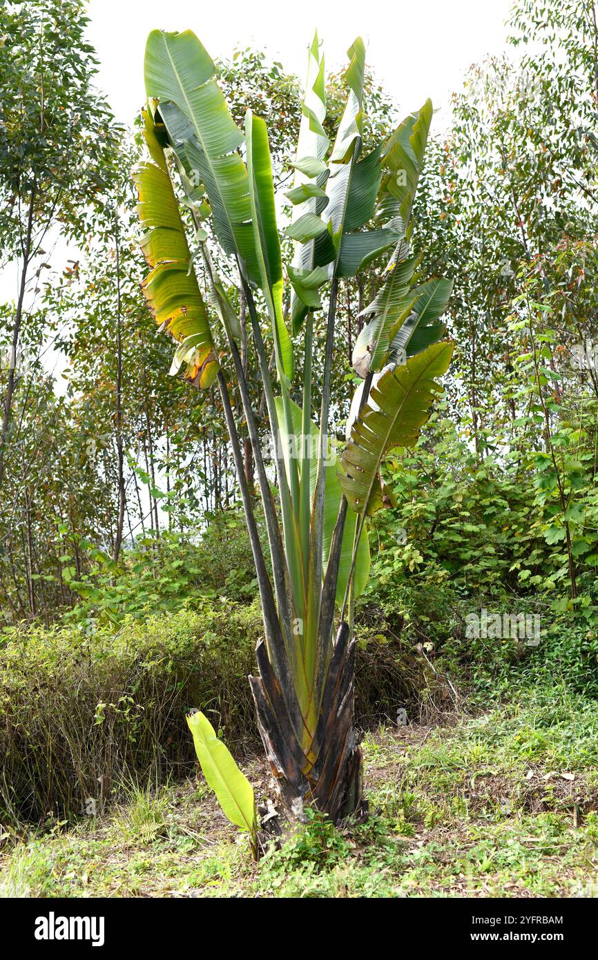 Traveller's tree (Ravenala madagascariensis) is a monocotyledonous ...