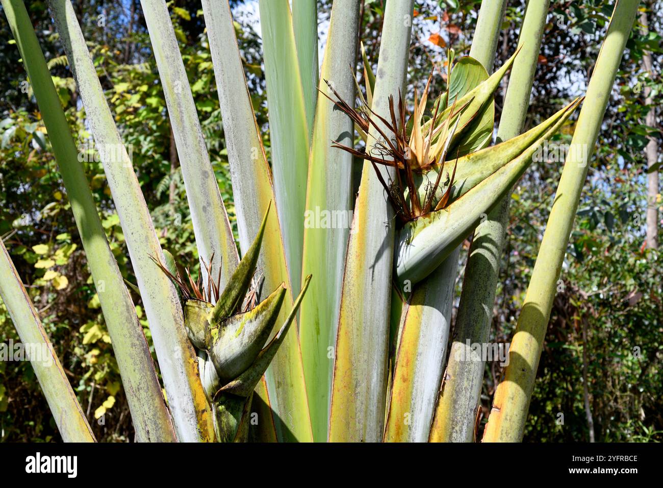 Traveller's tree (Ravenala madagascariensis) is a monocotyledonous ...