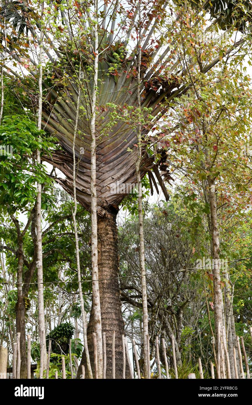 Traveller's tree (Ravenala madagascariensis) is a monocotyledonous ...