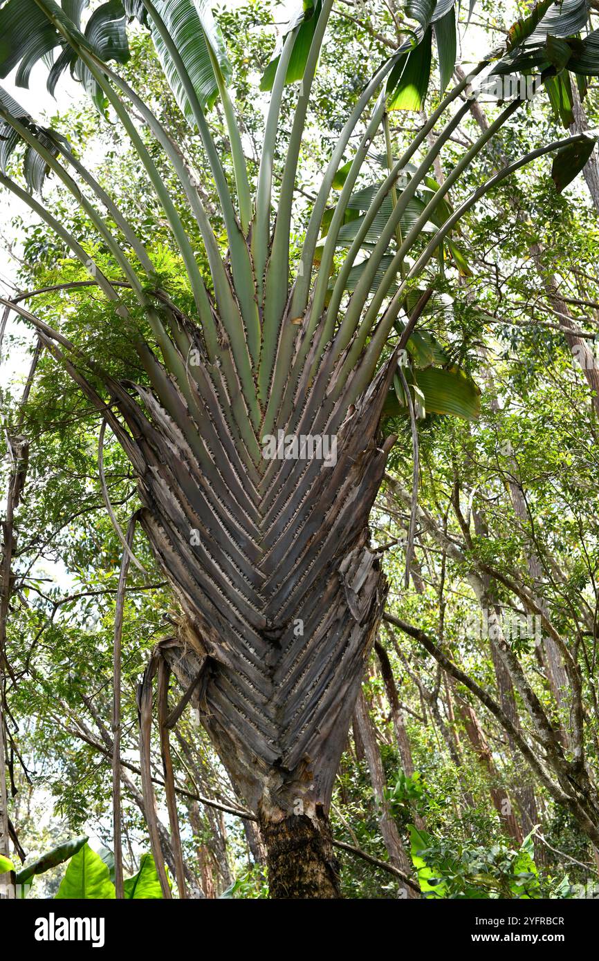 Traveller's tree (Ravenala madagascariensis) is a monocotyledonous ...