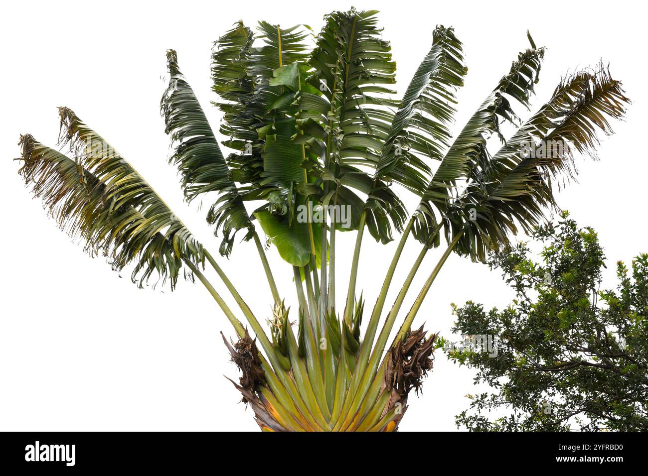 Traveller's tree (Ravenala madagascariensis) is a monocotyledonous ...