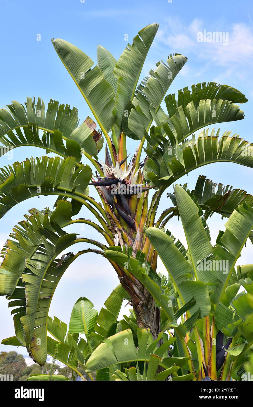 Giant white bird of paradise (Strelitzia nicolai) is a monocotyledonous ...