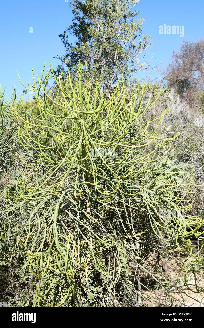 Euphorbia cedrorum is a shrub endemic to dry shrublands of Madagascar ...