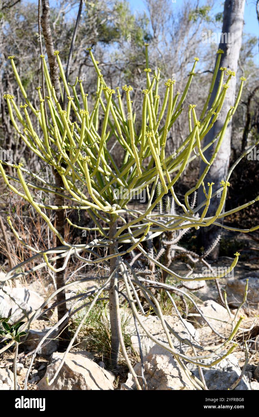 Euphorbia cedrorum is a shrub endemic to dry shrublands of Madagascar ...
