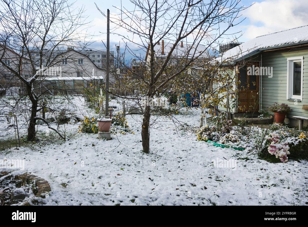 Overnight snowfall covered the ground in the garden with fluffy snow ...