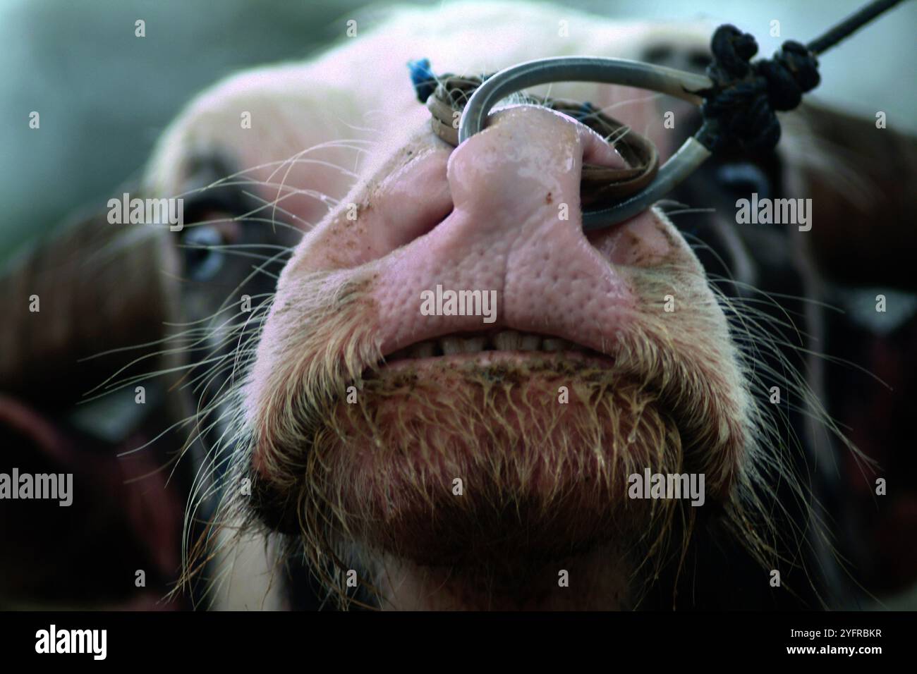 Toraja buffalo mouth detail with bridle Stock Photo - Alamy