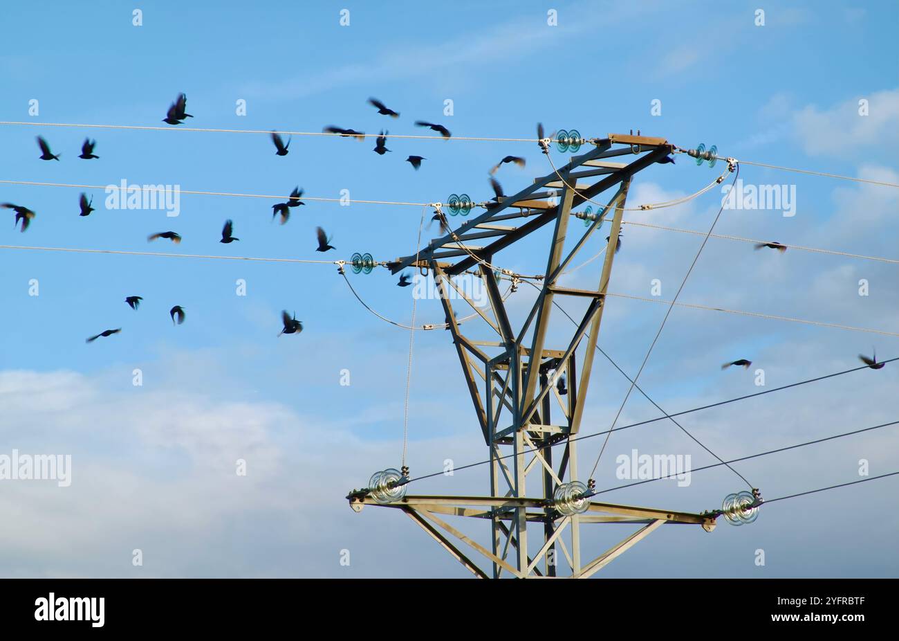 Flock of black birds flying around power lines and a transmission tower ...