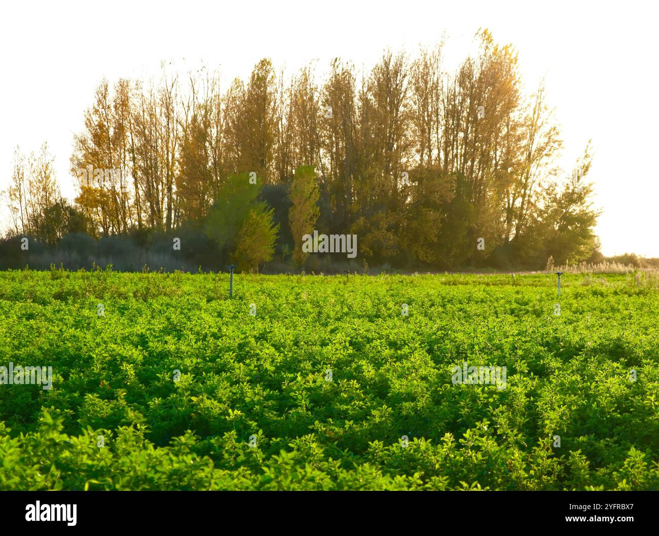 Field of Alfalfa Medicago sativa crop also known as lucerne cultivated ...