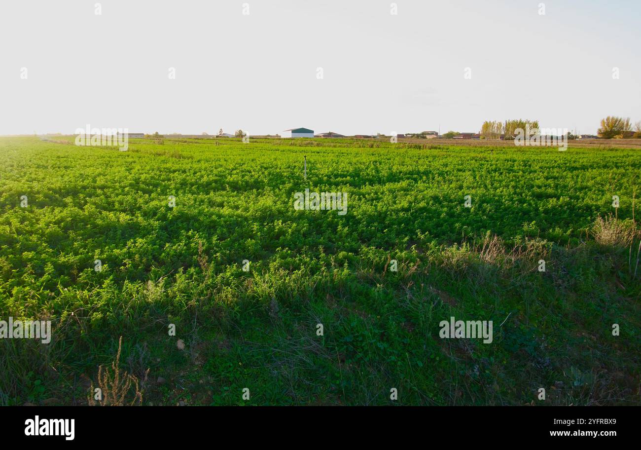Field of Alfalfa Medicago sativa crop also known as lucerne cultivated ...
