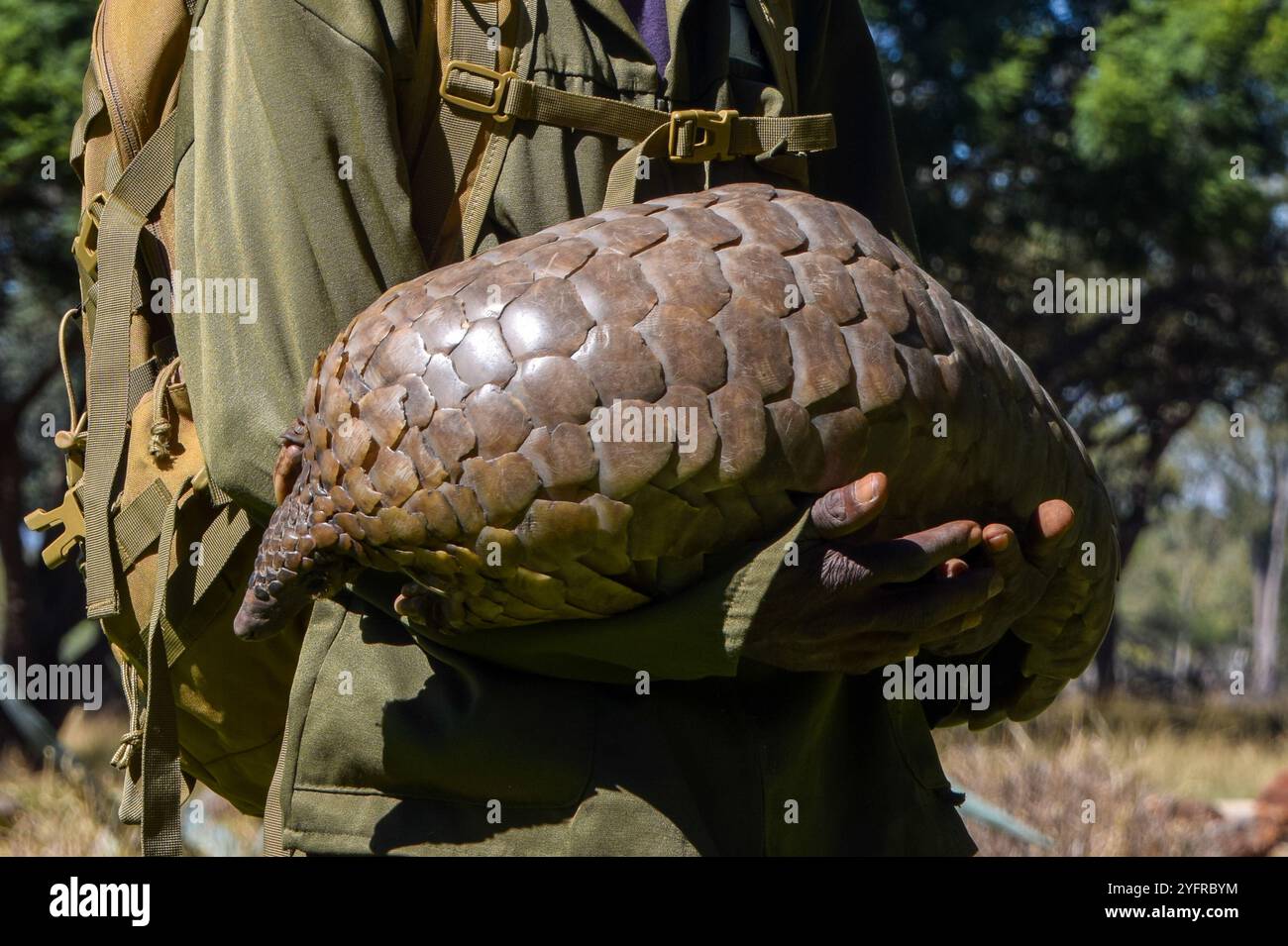 Harare, Zimbabwe. 3rd may 2024. A Cape pangolin, also known as Temminck ...