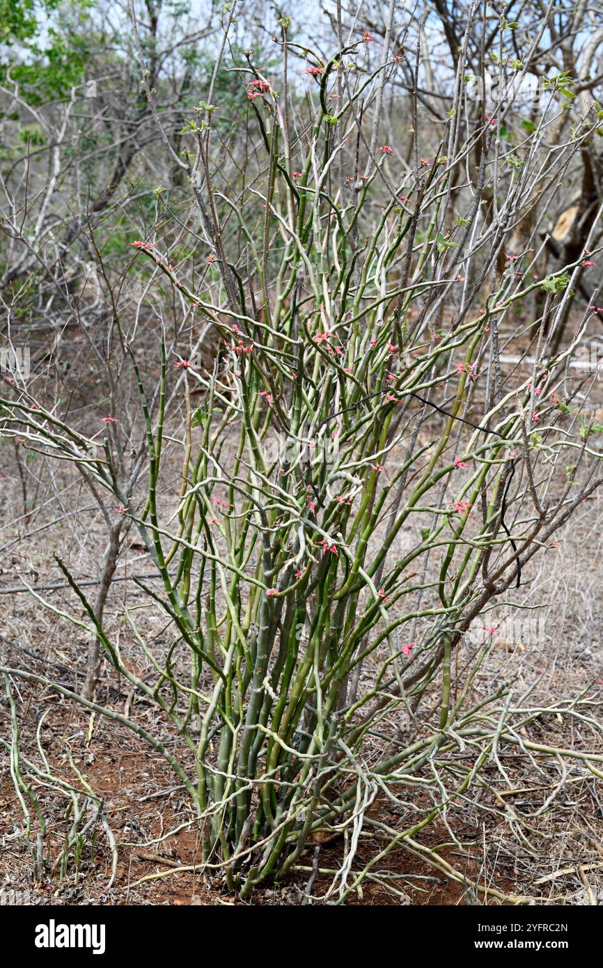 Slipper plant o gallito (Euphorbia lomelii or Pedilanthus macrocarpus ...