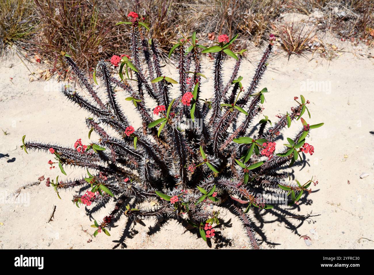 Crown of thorns (Euphorbia milii) is a toxic spiny shrub native to ...