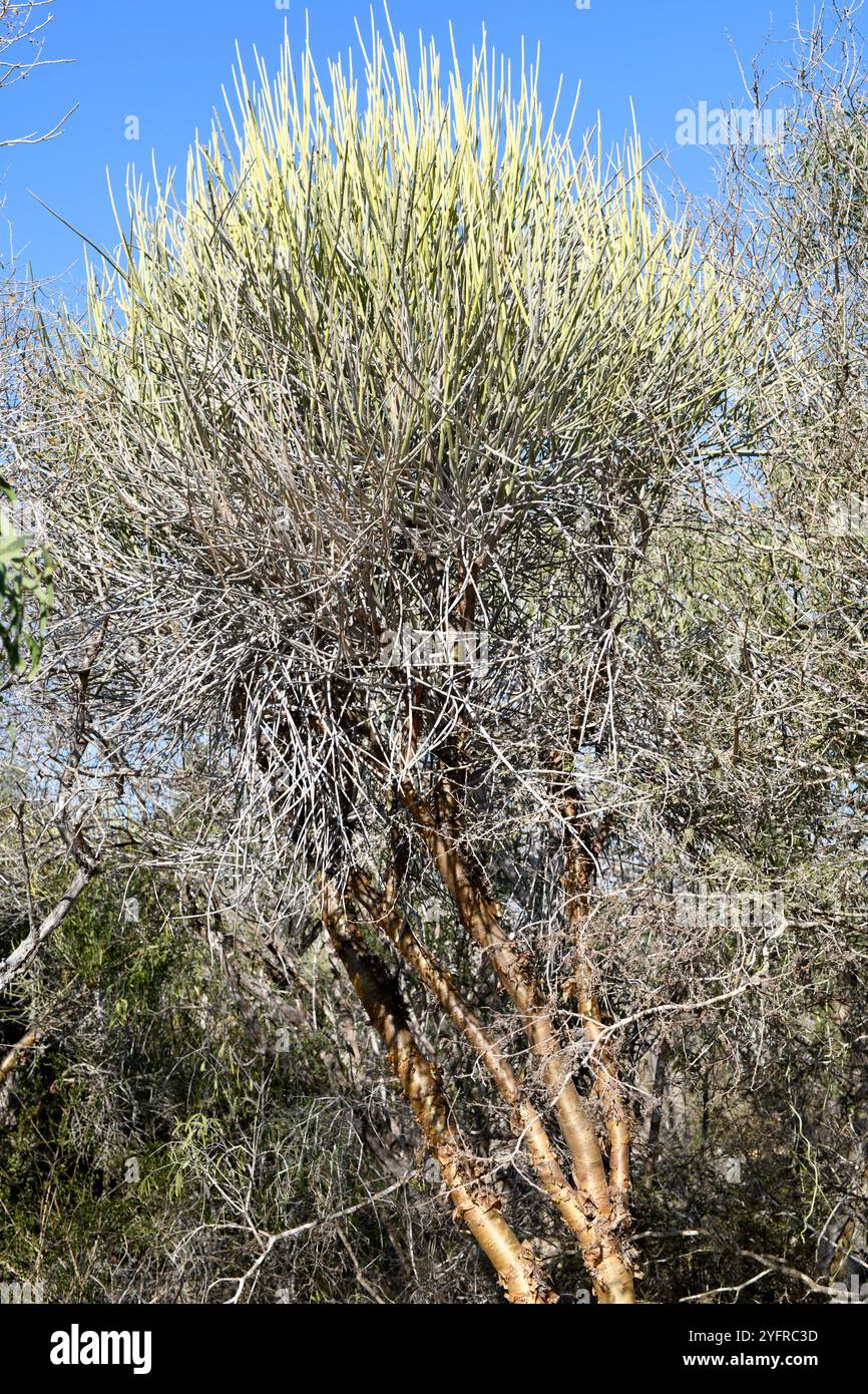 Euphorbia plagiantha is a shrub or small tree endemic to southern ...