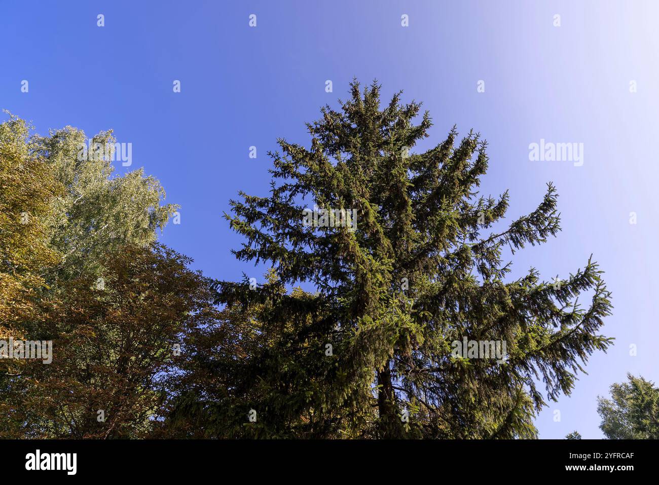 green fir tree in sunny weather, pine trees and other trees in the ...