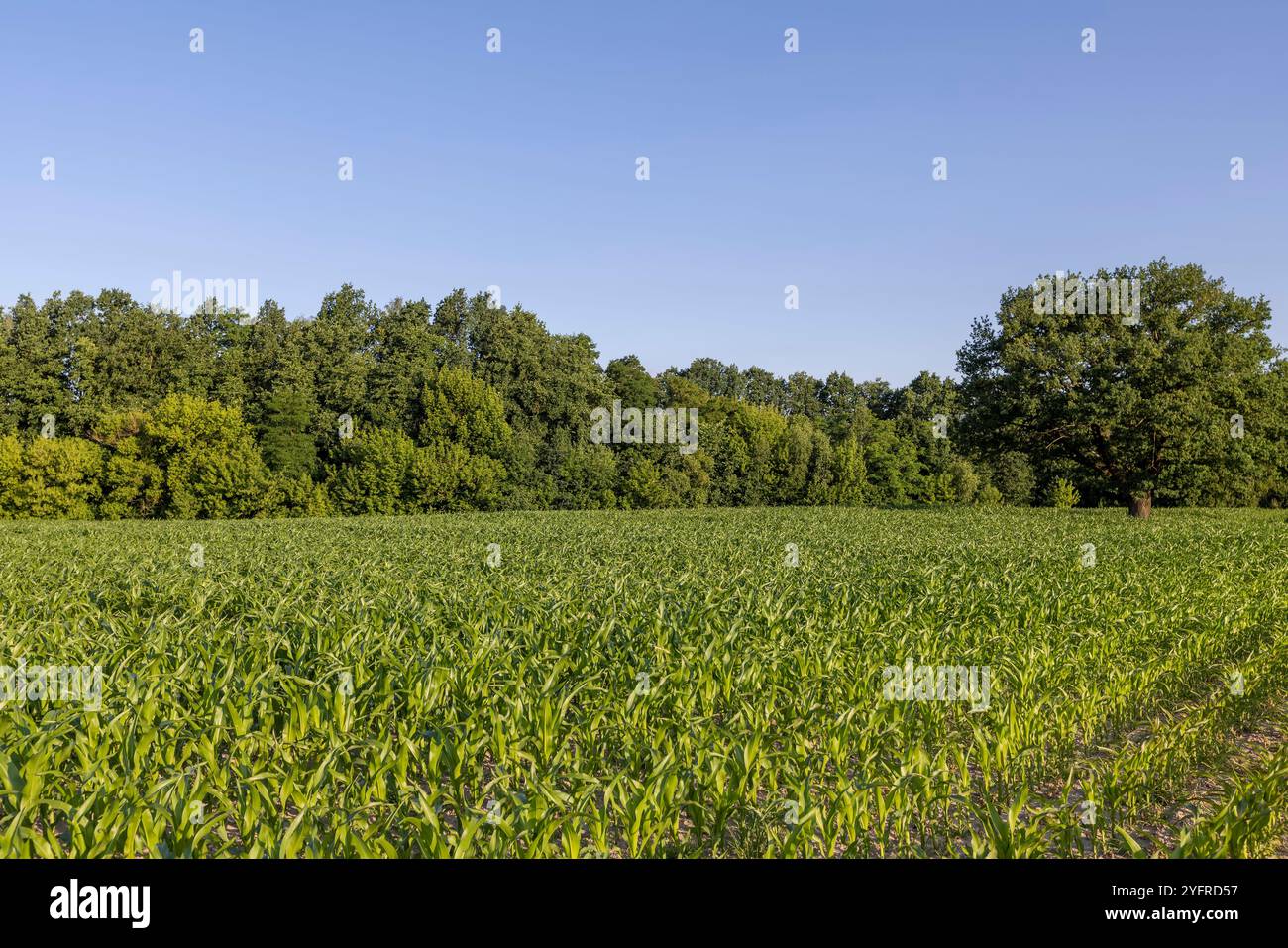 corn and oak , a field with green corn foliage in the summer Stock ...
