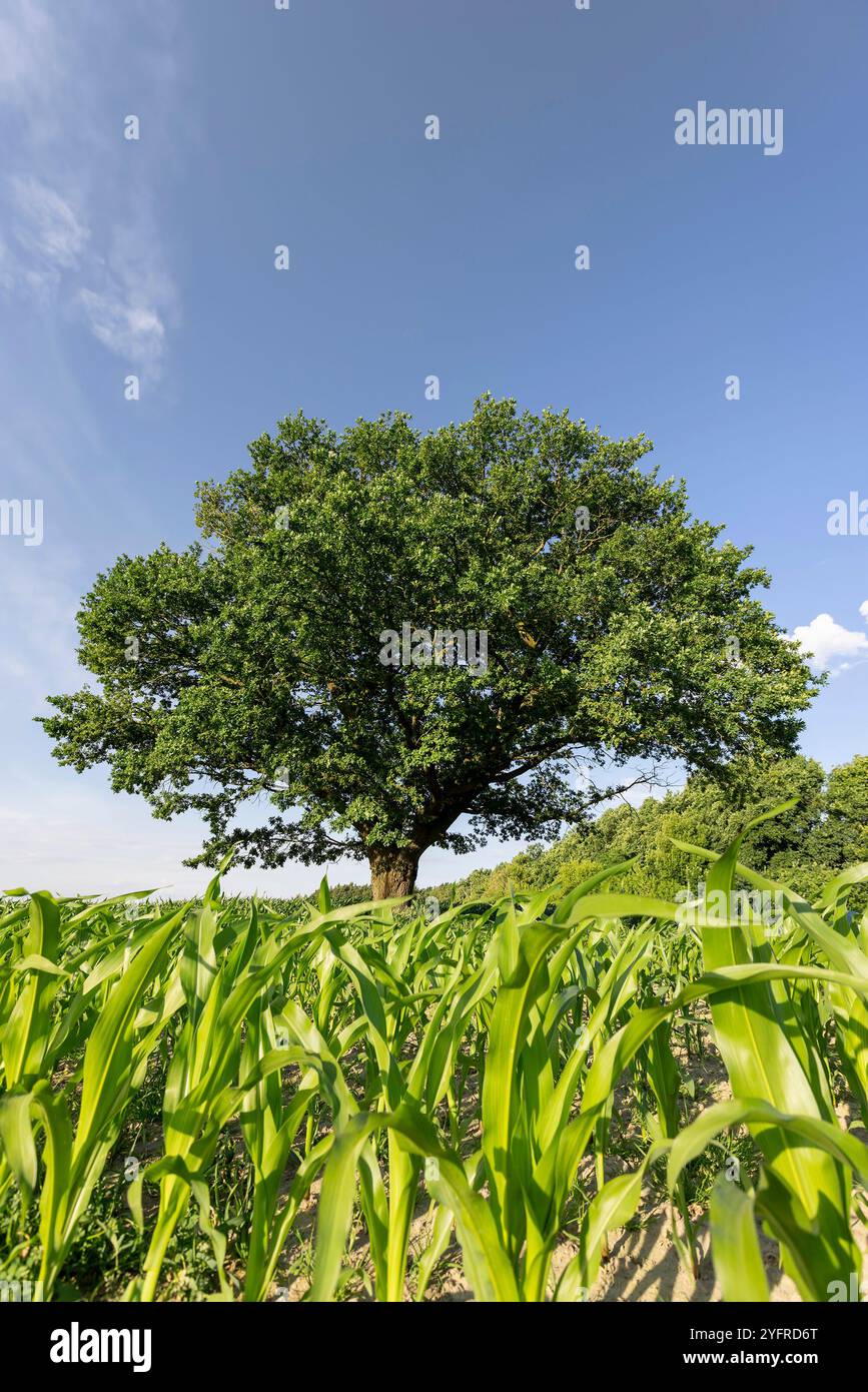 one old oak tree in a field with tall green corn, a field with one oak ...