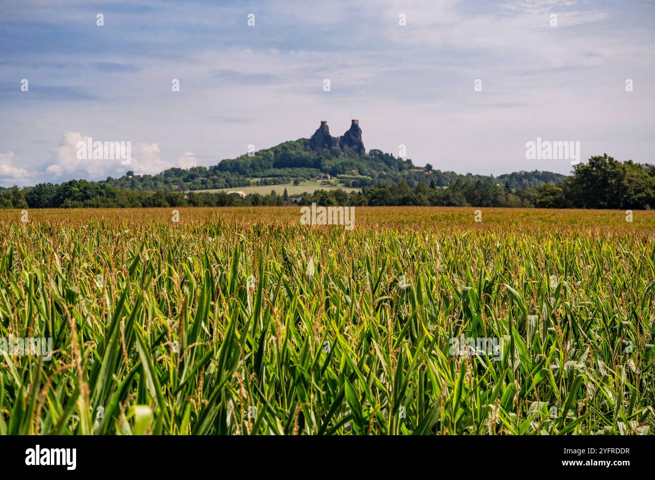 Maize field and castle Trosky ruins in summer day, Czech Paradise ...
