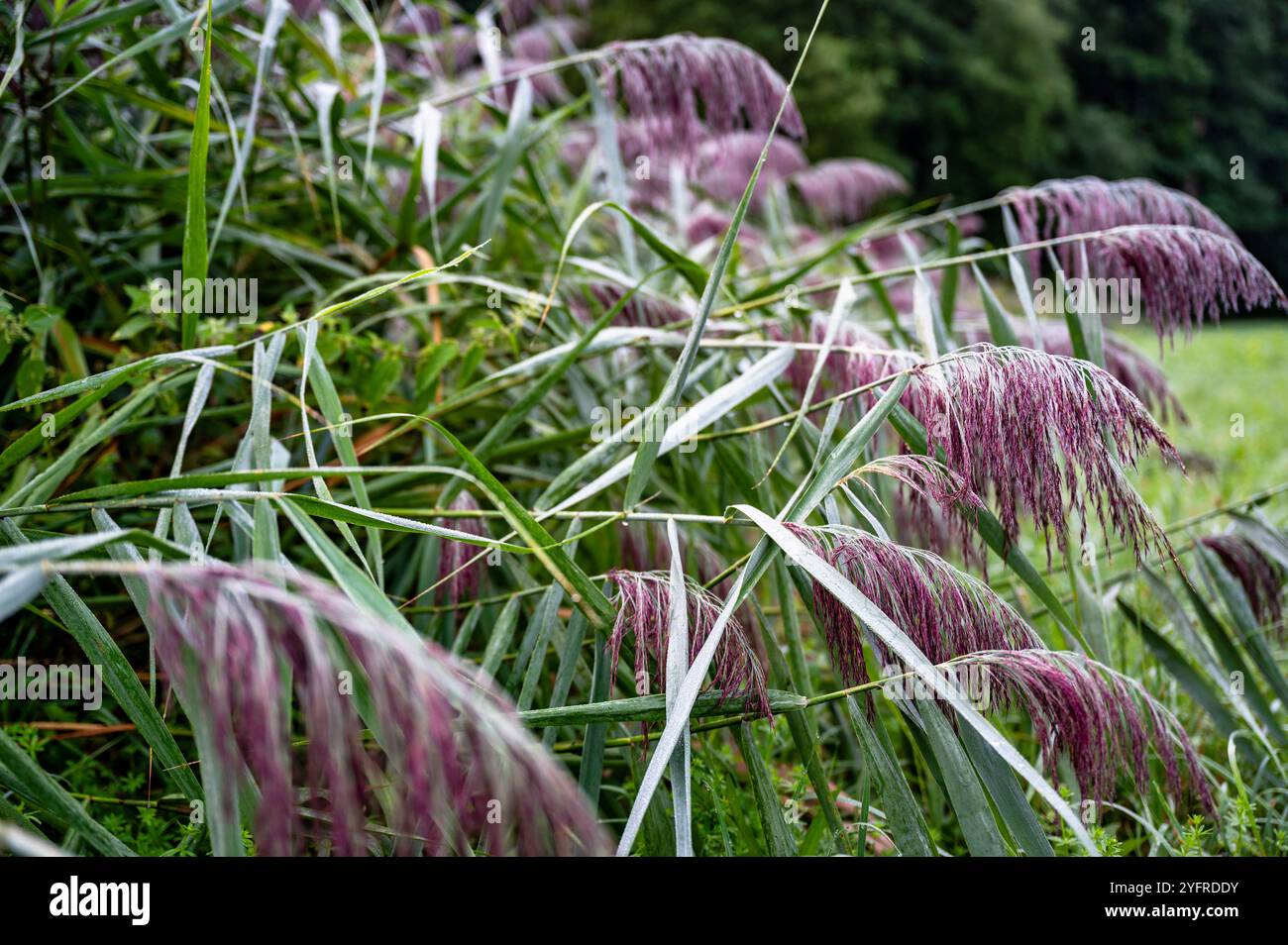 Dense vegetation of flowering reed Phragmites australis on wet soil ...