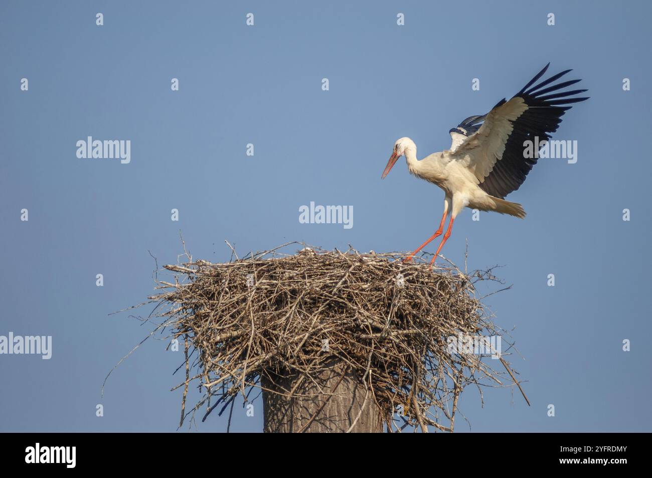 White stork arriving at the nest in flight. Alsace, France, Europe ...