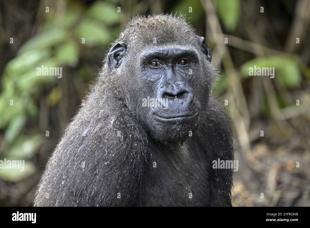 Western lowland gorilla (Gorilla gorilla gorilla), male animal ...