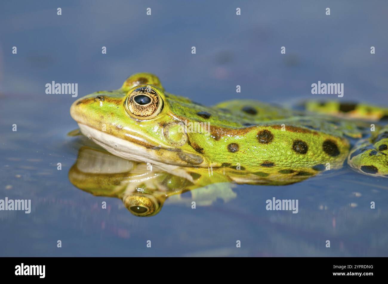 Marsh frog (Rana ridibunda) in a pond in spring. France Stock Photo - Alamy