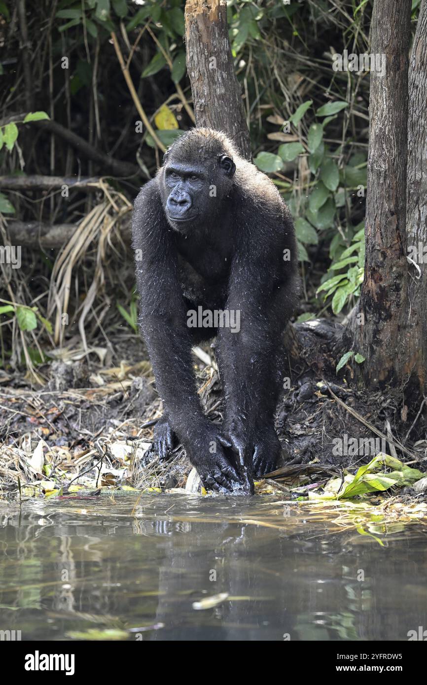 Western lowland gorilla (Gorilla gorilla gorilla) by a river, male ...