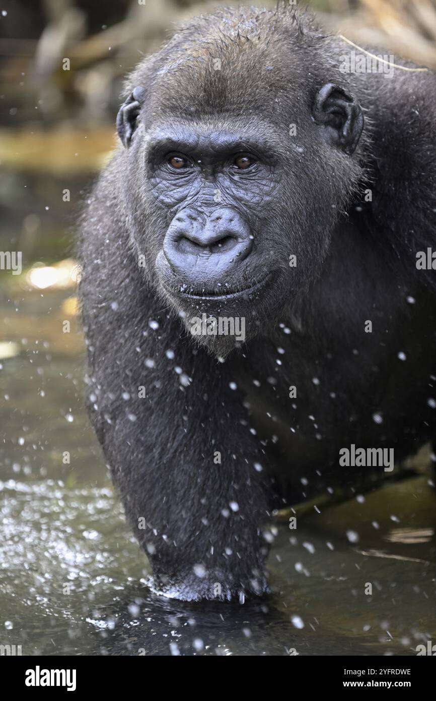 Western lowland gorilla (Gorilla gorilla gorilla), male animal ...