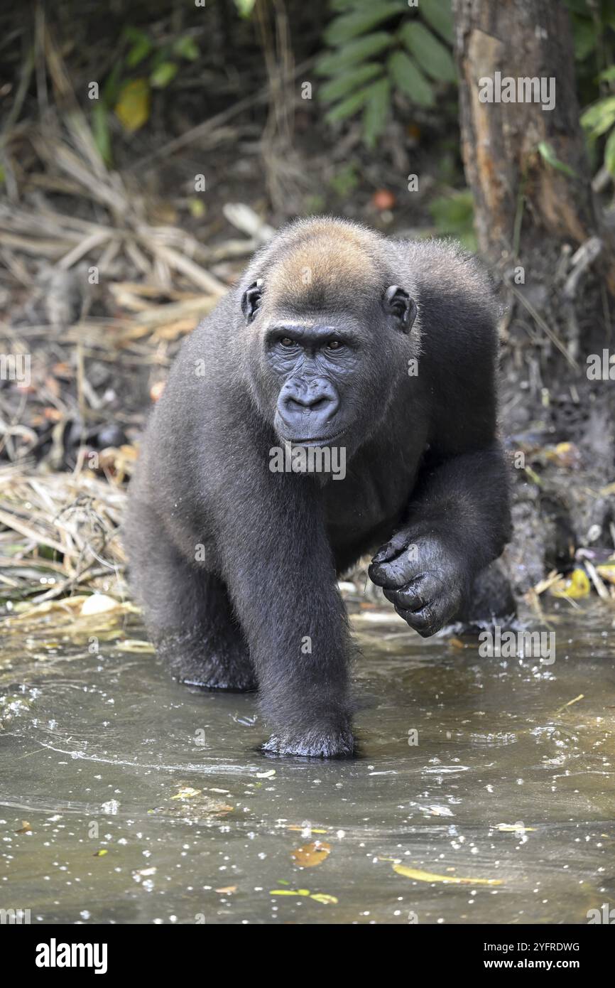 Western lowland gorilla (Gorilla gorilla gorilla) in a river, male ...