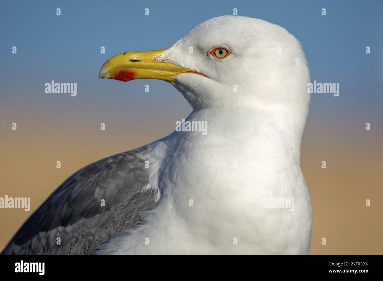 Isolated seagull face from Essaouira, Morocco, Africa Stock Photo - Alamy
