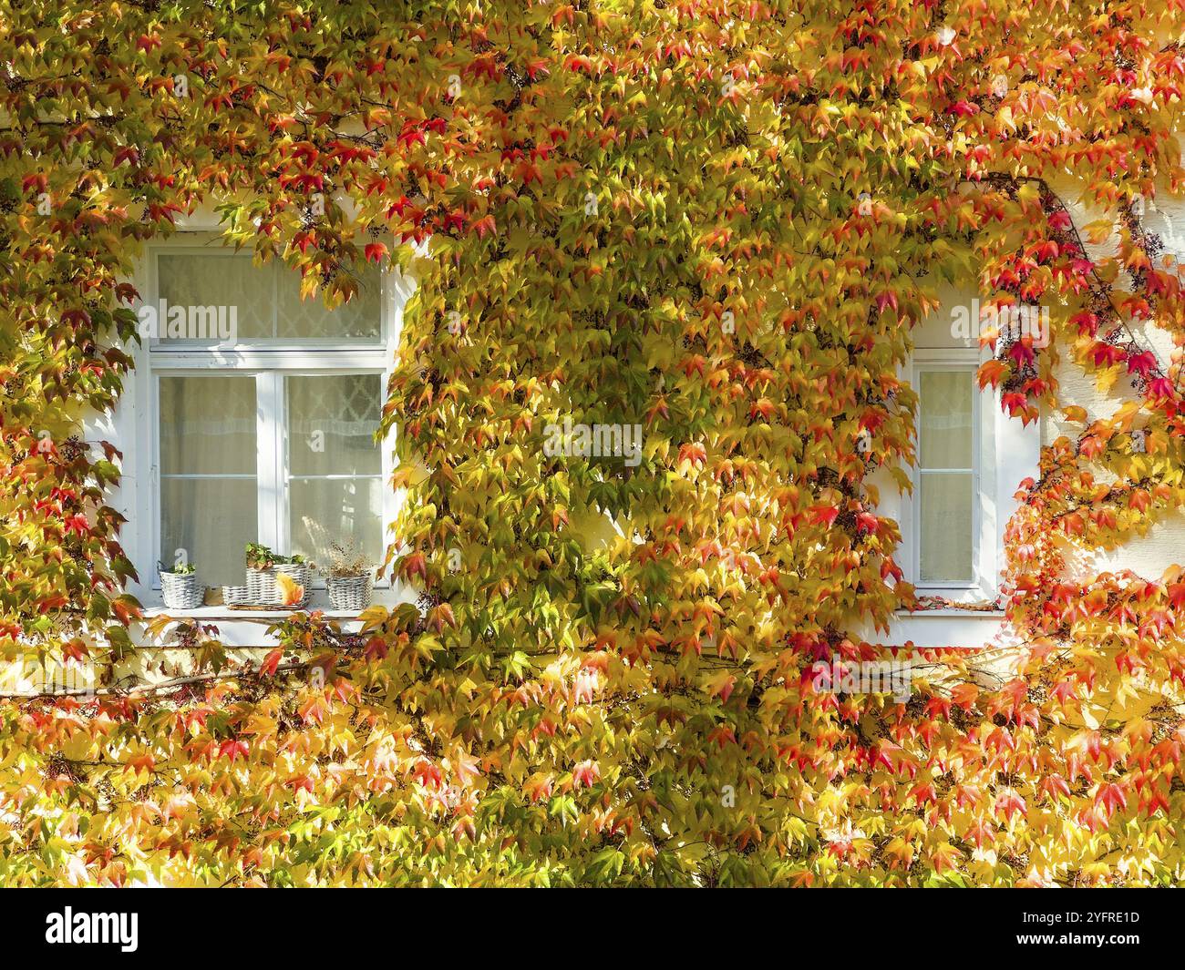 Boston ivy, three-lobed Boston ivy, three-lobed fence vine ...