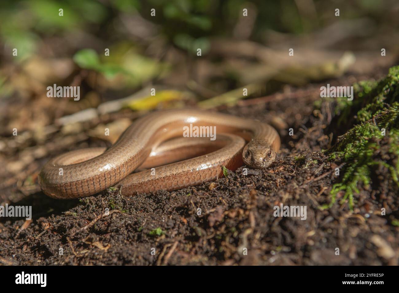 Slow worm (Anguis fragilis) on floor of forest. Alsace, France, Europe ...